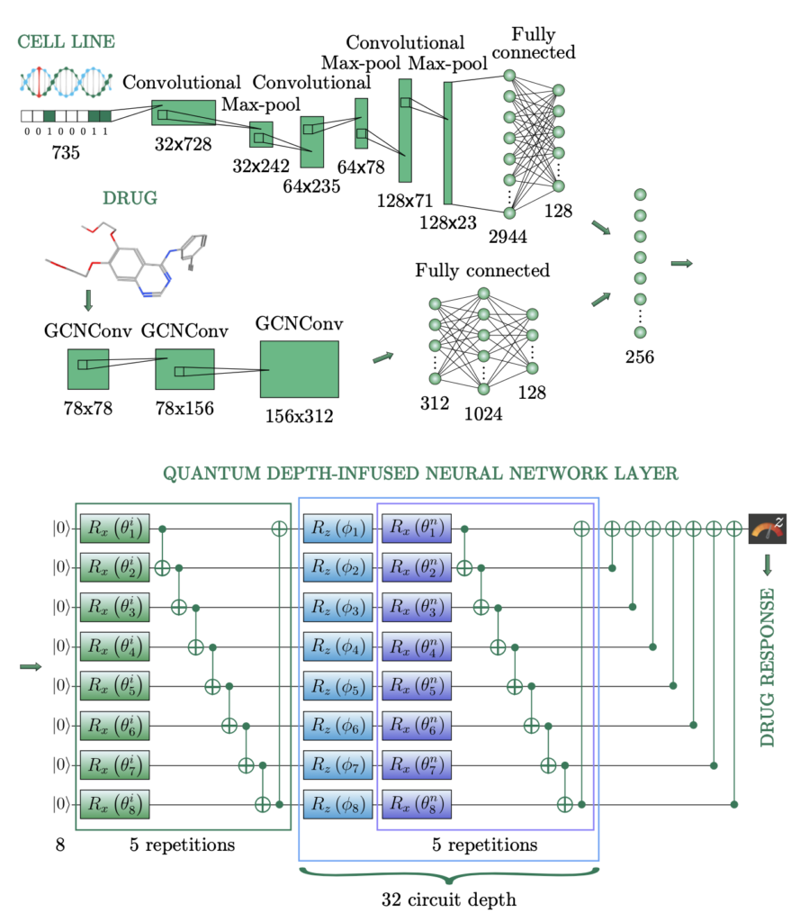 Hybrid quantum neural network for drug response prediction